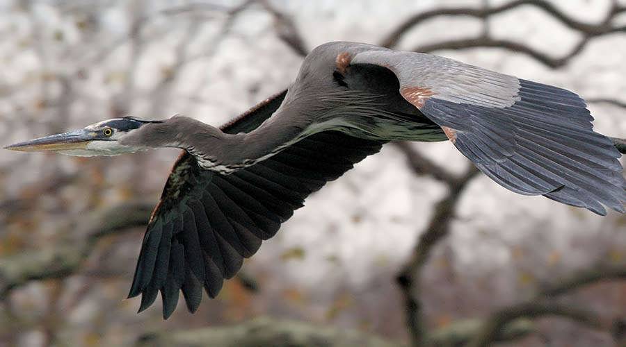 Bird Watching Tour in Aswan | Luxor and Aswan Travel