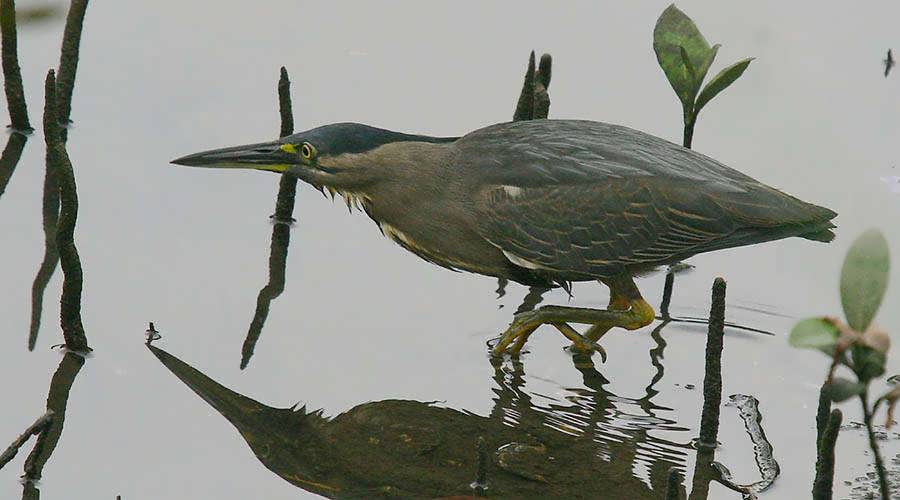 Bird Watching Tour in Aswan | Luxor and Aswan Travel