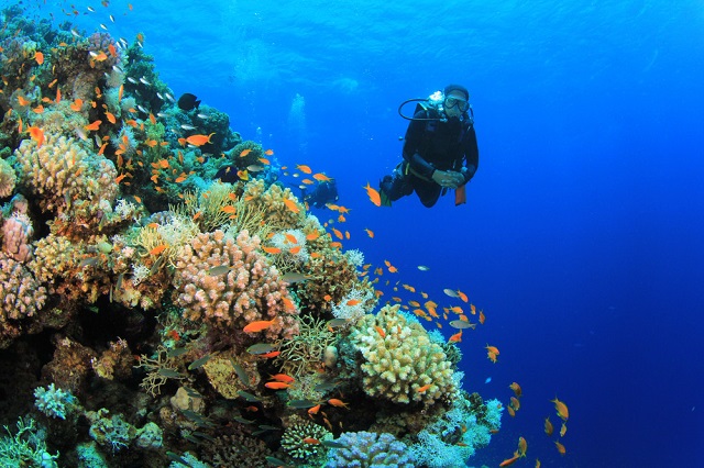 Scuba diving Sharm El Sheikh | Luxor and Aswan Travel