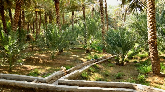 Al Ain Oasis from Abu Dhabi | Al Ain Oasis Tour